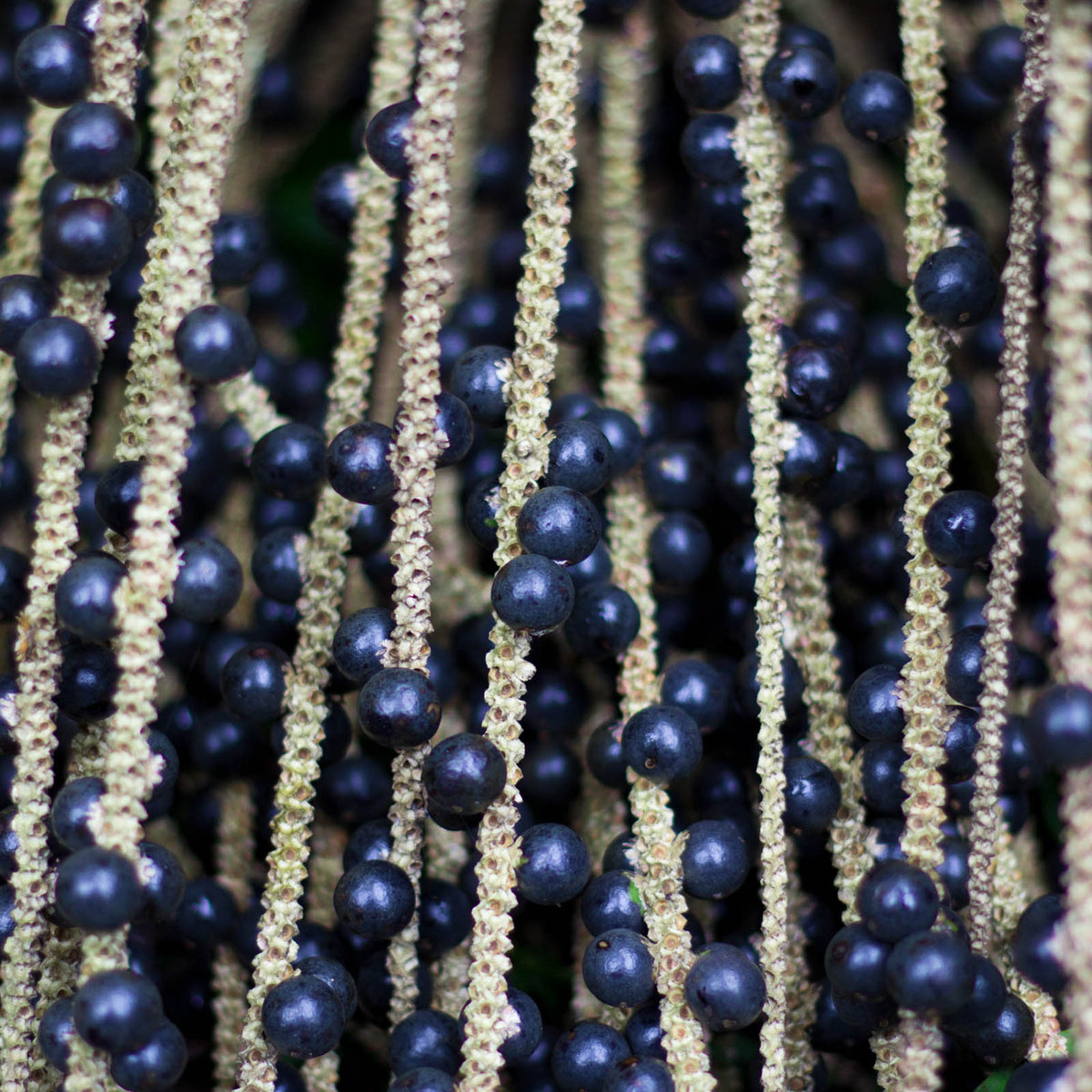 Acai Berry Powder (Freeze-Dried) – Terrasoul Superfoods